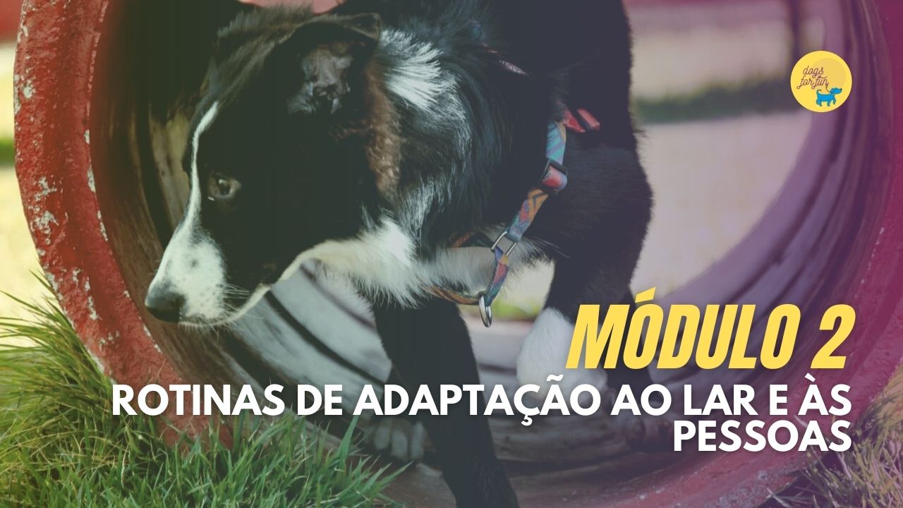 O Tal do BORDER COLLIE